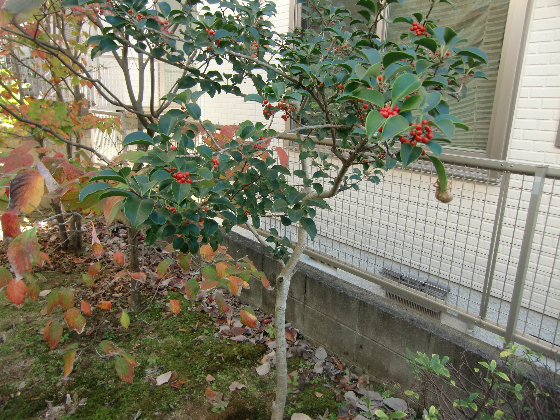 クロガネモチとヒイラギの赤い実・親友の腰痛: 関ヶ原の残党、石田世一（久富利行）の文学館