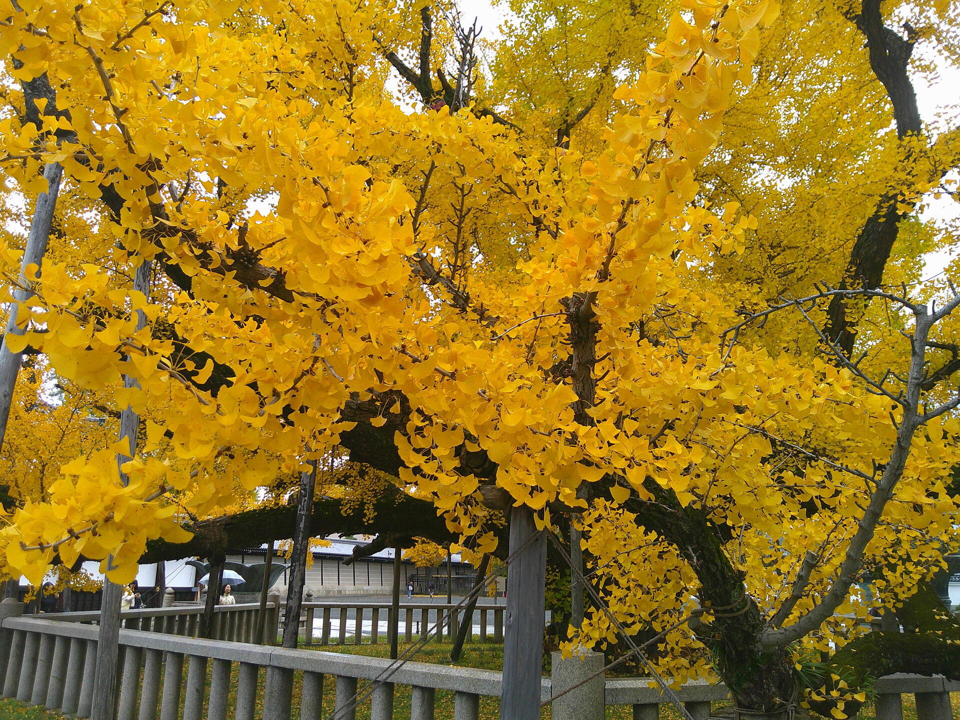 西本願寺の大イチョウの黄葉・樹齢約400年・母方の石田家の先祖は本願寺派で三代目から真宗大谷派 : 関ヶ原の残党、石田世一（久富利行）の文学館